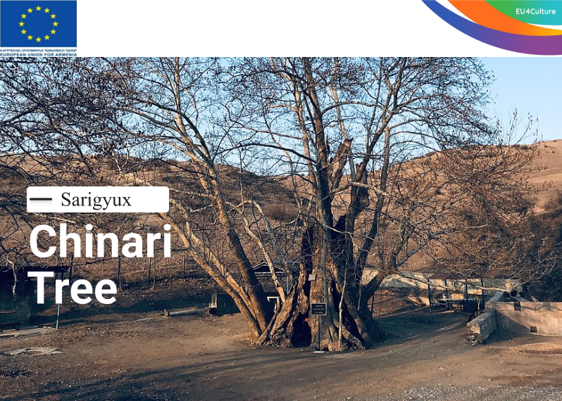 Sarigyux։ Chinari tree - Tavush Media