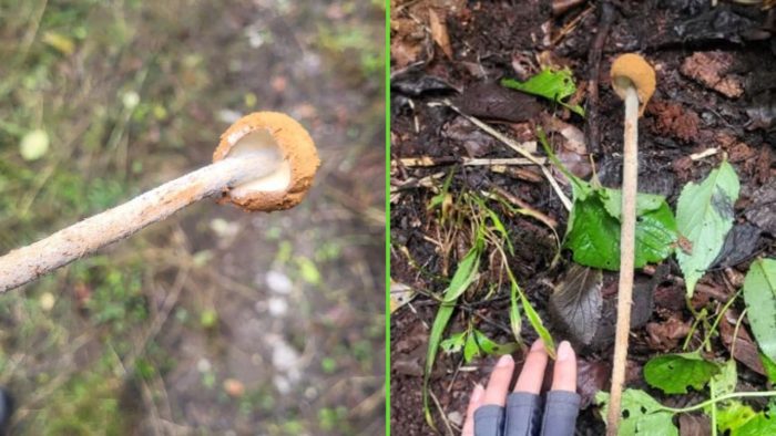 A fungus species once considered extinct has been recorded in Tavush ...